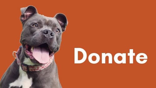 Providence Animal Rescue League | Rhode Island Animal Shelter