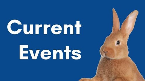 Providence Animal Rescue League | Rhode Island Animal Shelter