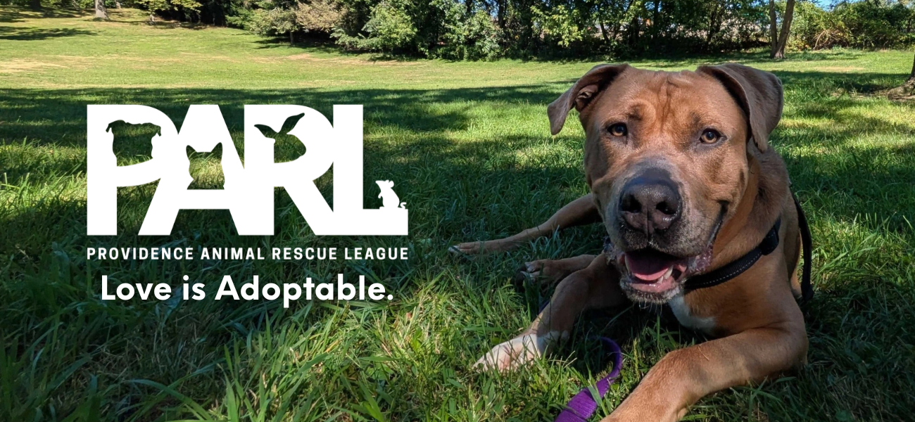 Providence Animal Rescue League | Rhode Island Animal Shelter