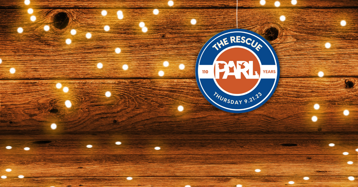 Providence Animal Rescue League | Rhode Island Animal Shelter