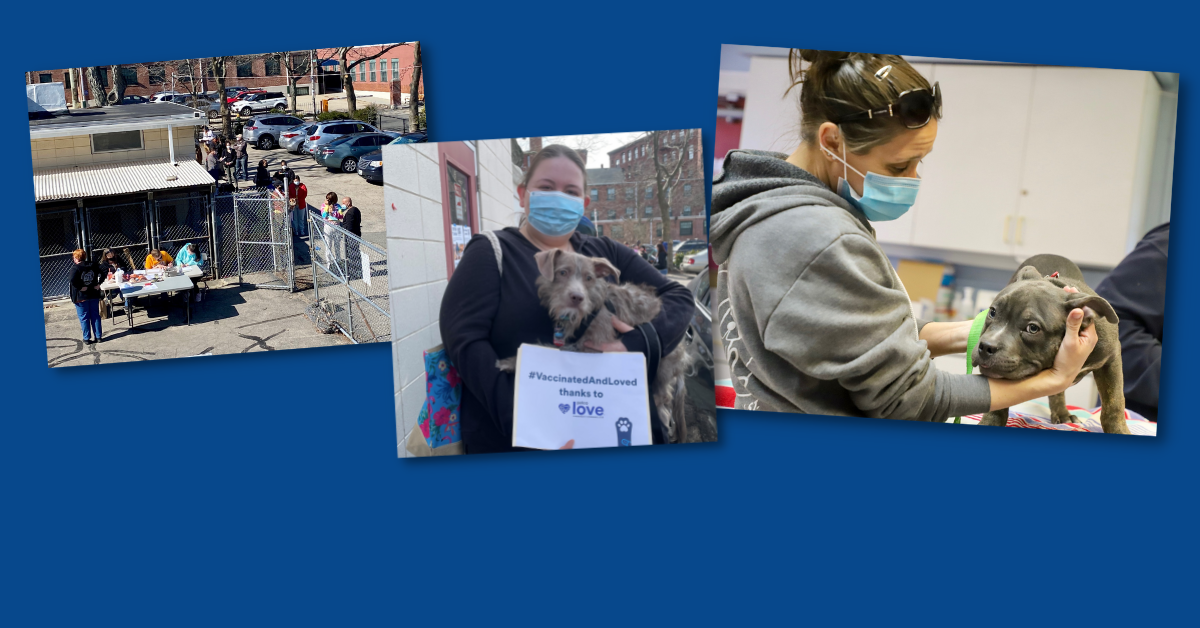 Providence Animal Rescue League | Rhode Island Animal Shelter