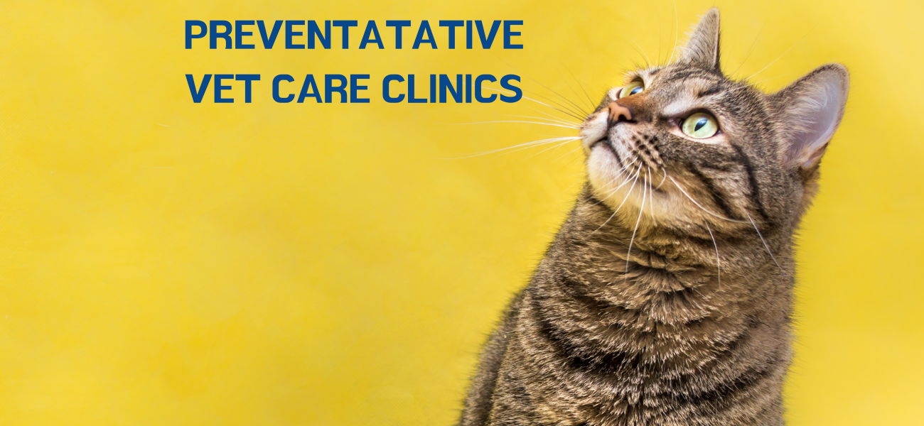 Providence Animal Rescue League | Rhode Island Animal Shelter