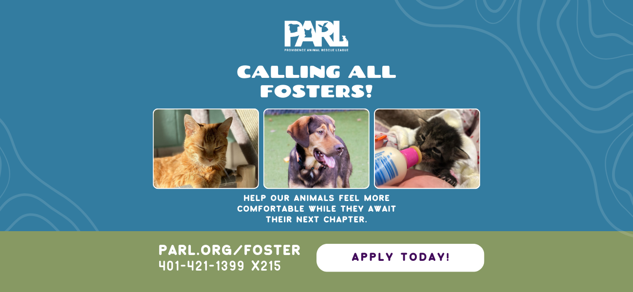 Providence Animal Rescue League | Rhode Island Animal Shelter