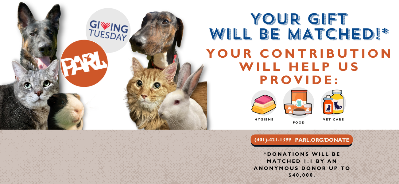 Providence Animal Rescue League | Rhode Island Animal Shelter