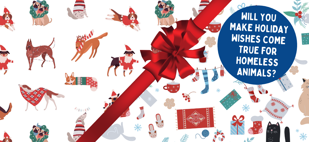 Providence Animal Rescue League | Rhode Island Animal Shelter