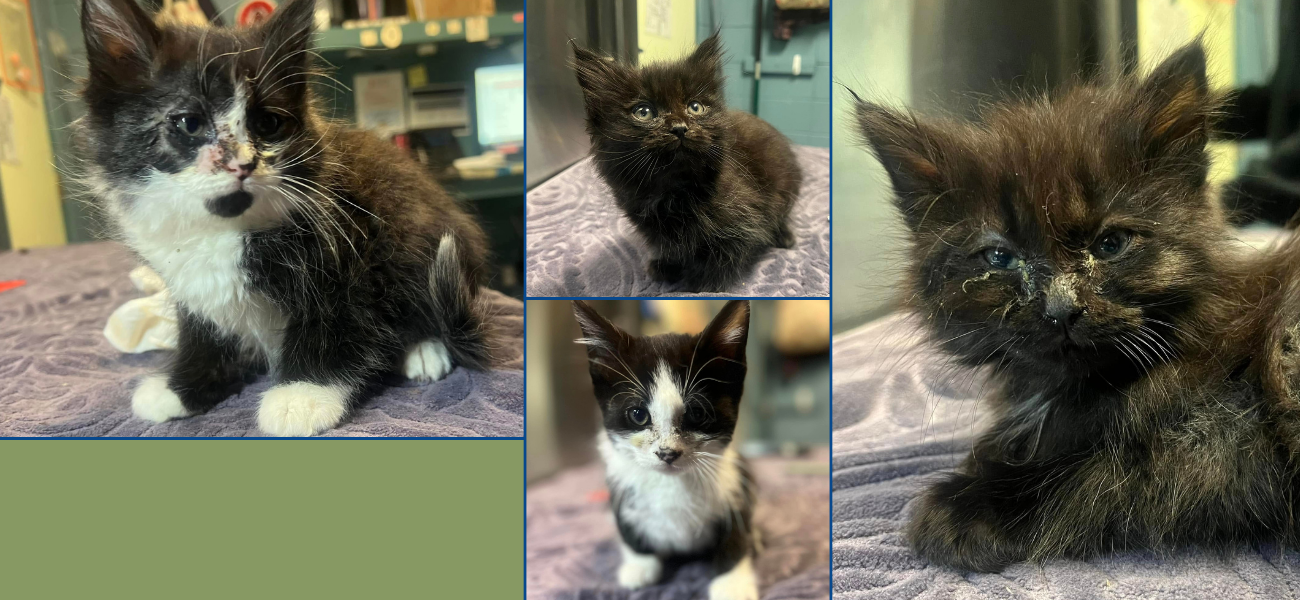 Providence Animal Rescue League | Rhode Island Animal Shelter