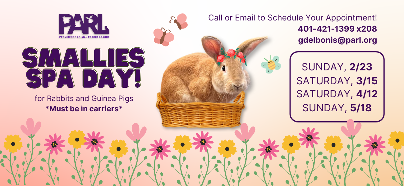 Providence Animal Rescue League | Rhode Island Animal Shelter
