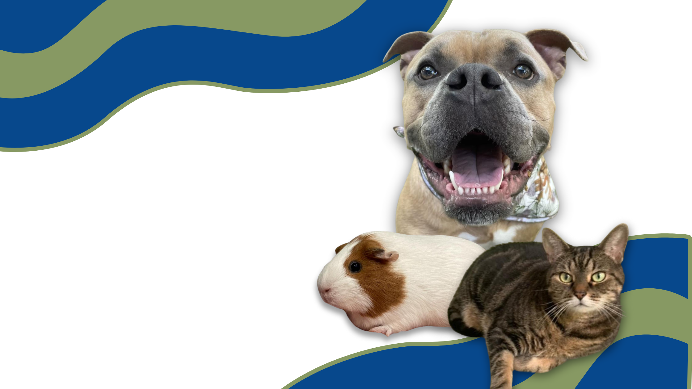 Providence Animal Rescue League | Rhode Island Animal Shelter