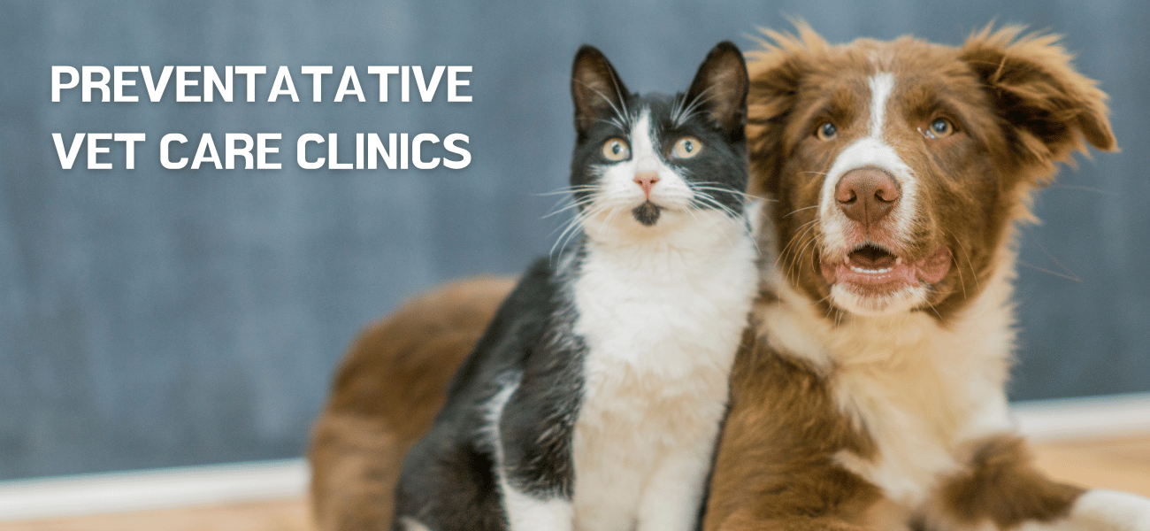 Providence Animal Rescue League | Rhode Island Animal Shelter
