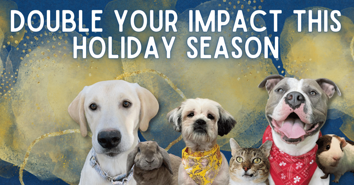 Providence Animal Rescue League | Rhode Island Animal Shelter