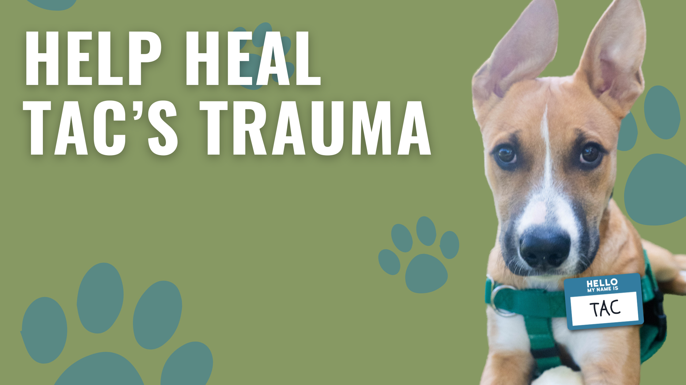 Providence Animal Rescue League | Rhode Island Animal Shelter